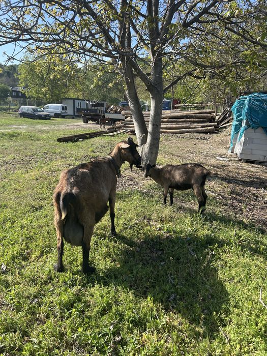 Vând Capra Alpin Francez Arva • OLX.ro