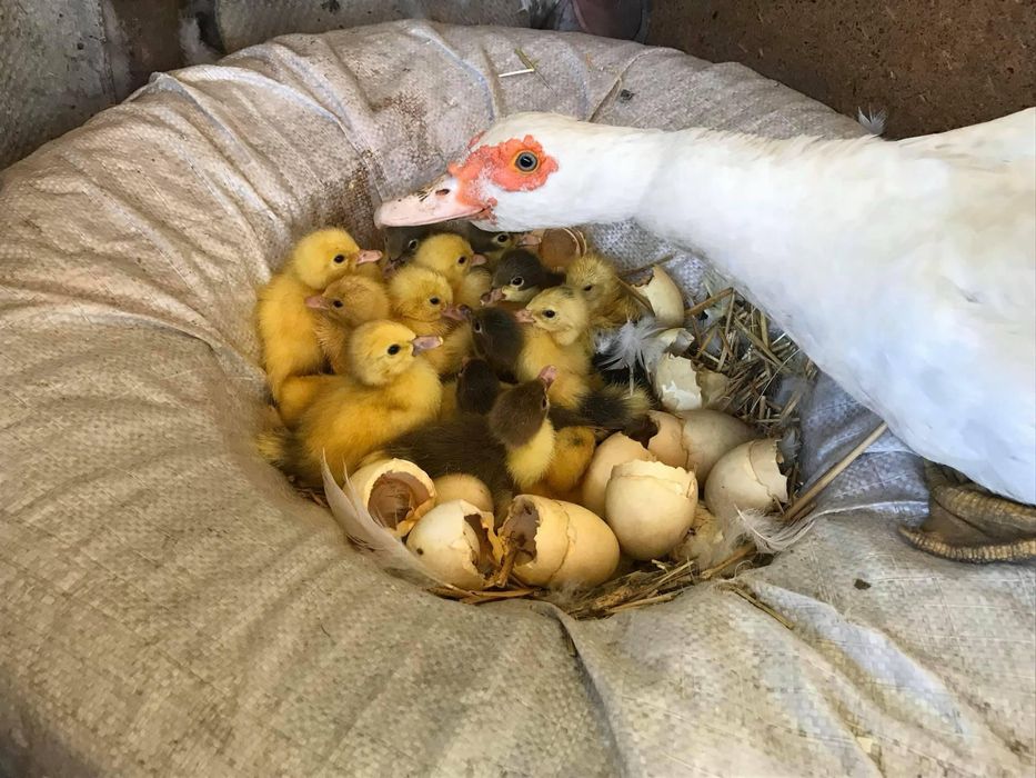 Oua de rata muta pentru incubat Dorobanti • OLX.ro