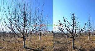 Taieri pomi fructiferi Bucuresti Sectorul 6 • OLX.ro