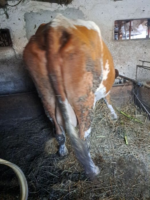 Vind vaca baltata de 8 ani cu lapte. Simand • OLX.ro