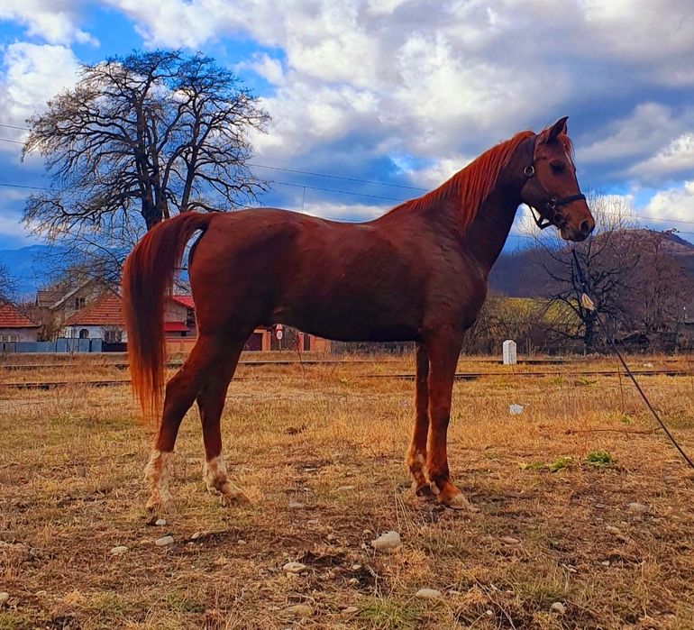 Cal iapa armasar pur sânge arab Darmanesti • OLX.ro