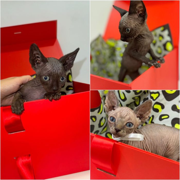 Pisica Sphynx rasa pură Ilfov Pantelimon • OLX.ro