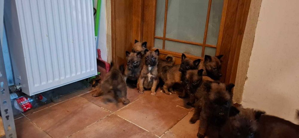 Pui ciobănesc belgian malinois Baia Mare • OLX.ro