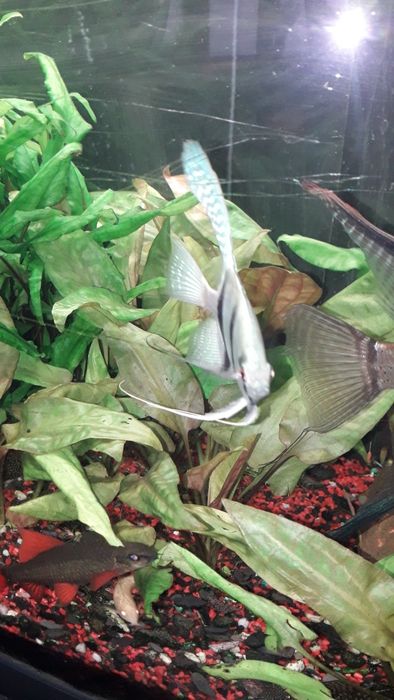 Plante acvariu schimb/vand Bucuresti Sectorul 1 • OLX.ro