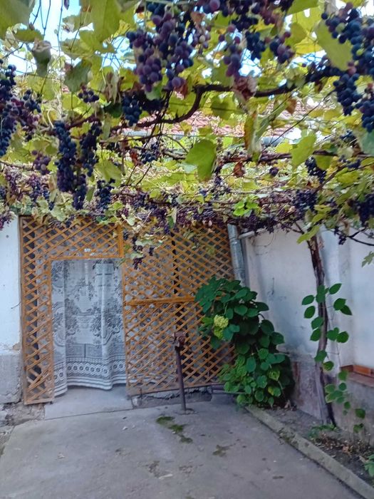 Casa 290m utili, 150m curte si gradina 800m. Plugova • OLX.ro