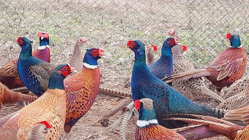 Fazani comun și tenebros 2022 Tariceni • OLX.ro