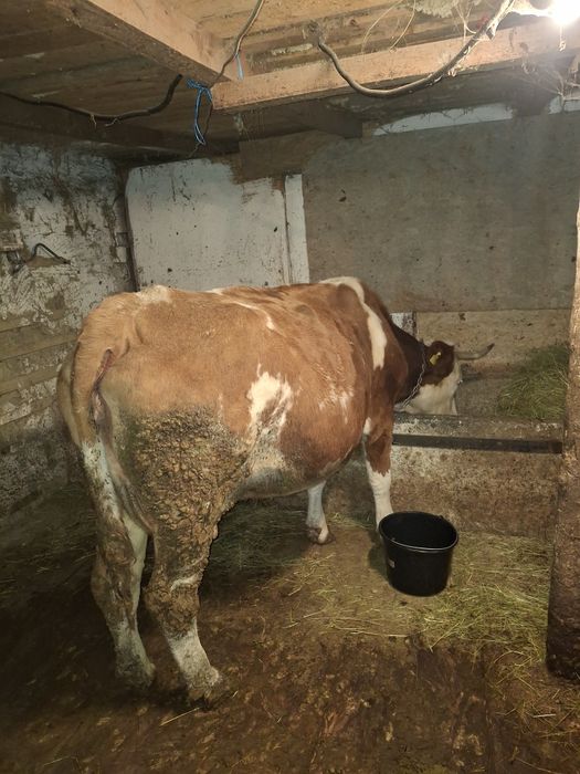 Vând vaci montate bune de lapte Ciuta • OLX.ro