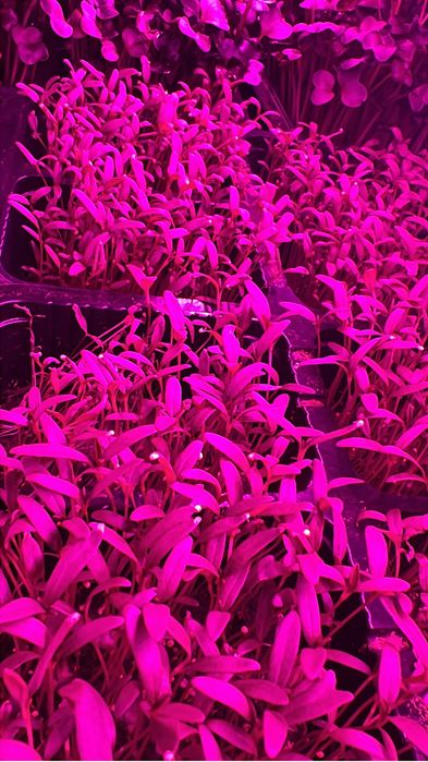 Microplante En Gross Bucuresti Sectorul 2 • OLX.ro