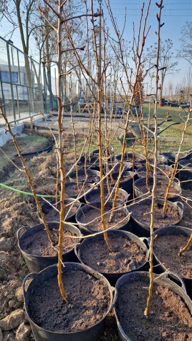 Pomi fructiferi columnari /pe rod Balotesti • OLX.ro