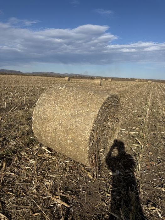 Baloti porumb 120 Buzau • OLX.ro