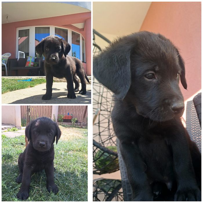Pui labrador negru de dat Ovidiu • OLX.ro