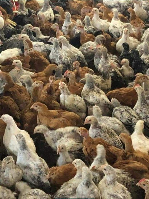 -1kg-1,2kg -1,5kg-1,6kg PUI RASA MIXTĂ PORUMBAC , ALB DE CARNE Braila ...