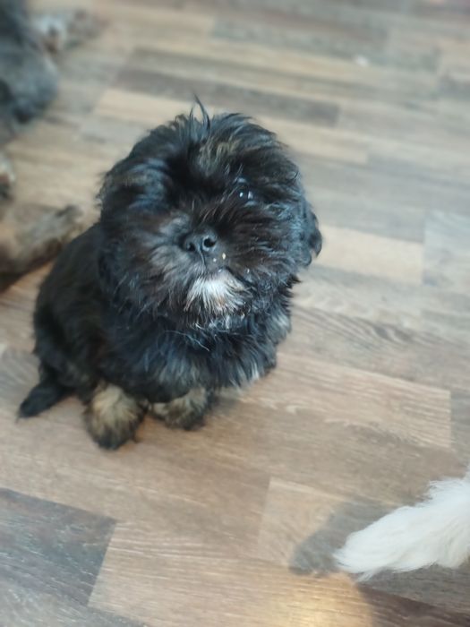 Shih tzu 3 luni. Bucuresti Sectorul 1 • OLX.ro
