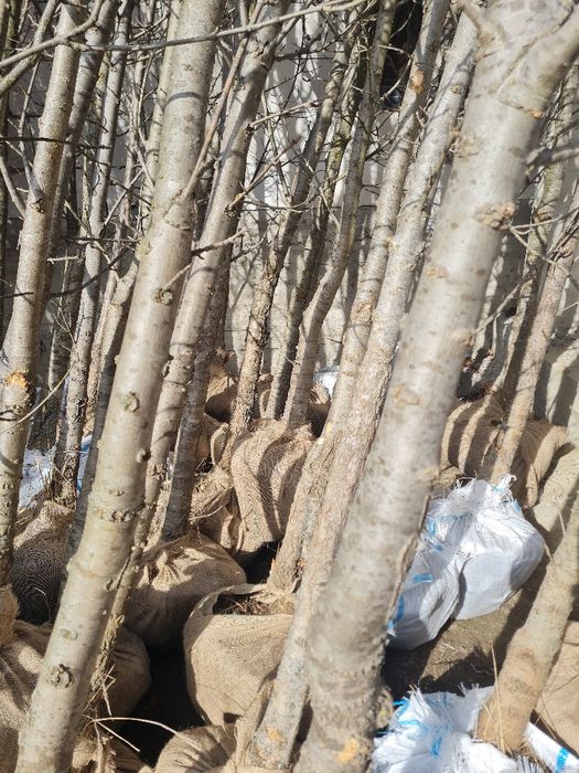 Frasini Calitate extra Pitesti • OLX.ro