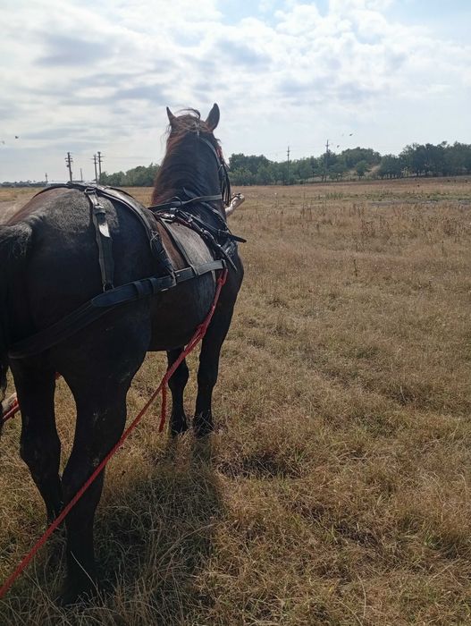 Vând sau schimb armăsar Buzau • OLX.ro