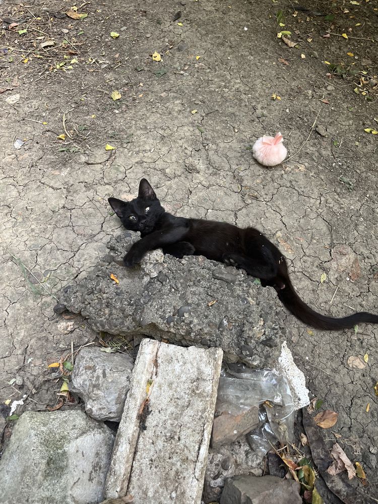 Pisic negru vreau sa fiu adoptat Iasi • OLX.ro Pisic negru vreau sa fiu adoptat Iasi • OLX.ro