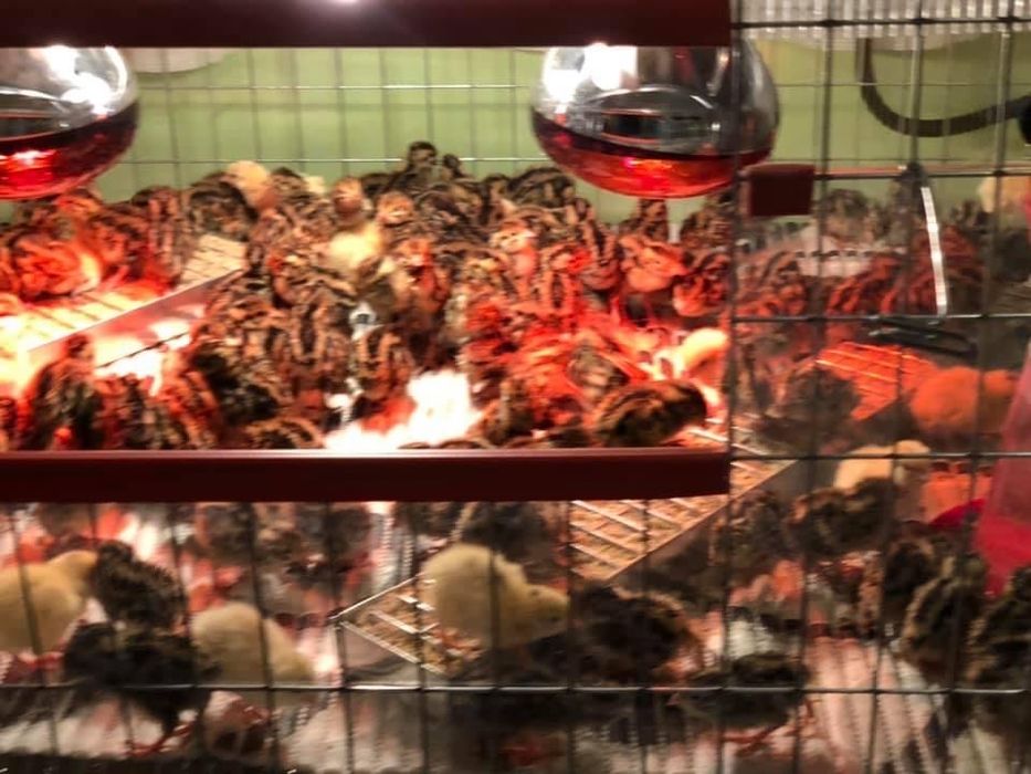 Oua Prepelite pui Custi capcane maternitati rastele Pitesti • OLX.ro