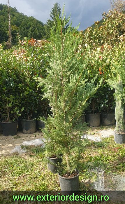 Pon pon Tuia spirala, plante ornamentale pret minim ( thuja smaragd ...