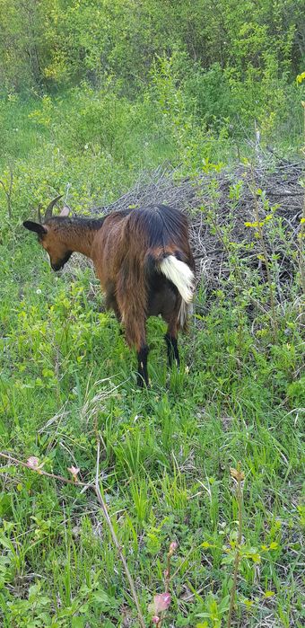 Capre de vânzarea cu iezi Focsani • OLX.ro