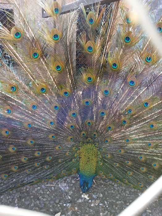 Pauni de vanzare Bistrita • OLX.ro