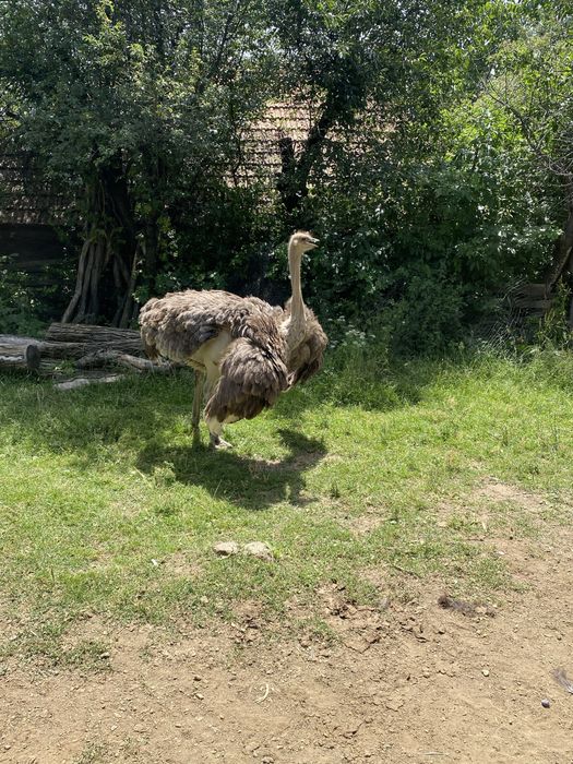 Vand 2 familii reproducatoare de struti Schela • OLX.ro