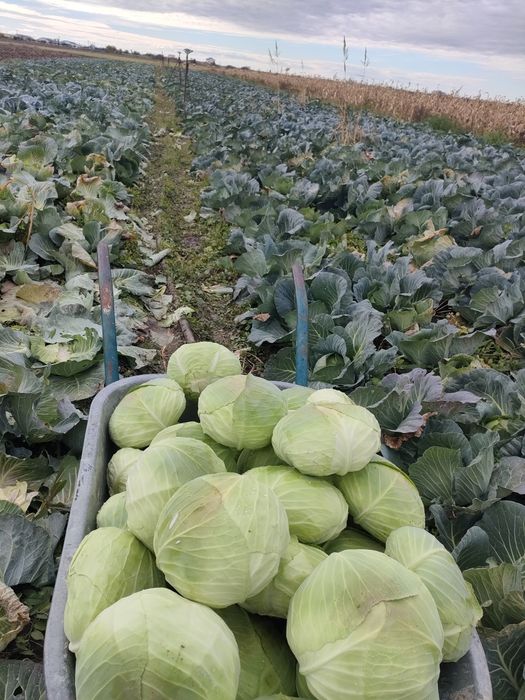 Vând varza de toamna Socodor • OLX.ro