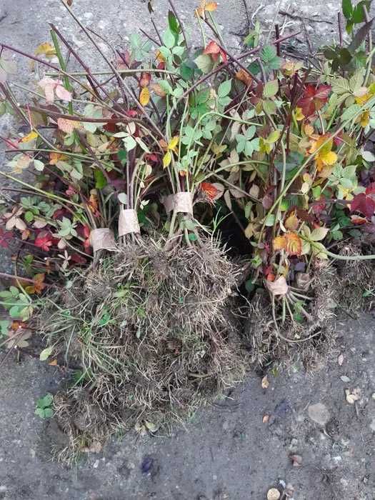 Paulownia. Ciresi pe Gisella.caisi.peri.meri.Tei.Zmeur.livrare RODud ...