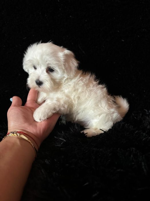 Bichon maltez mini toy Constanta • OLX.ro