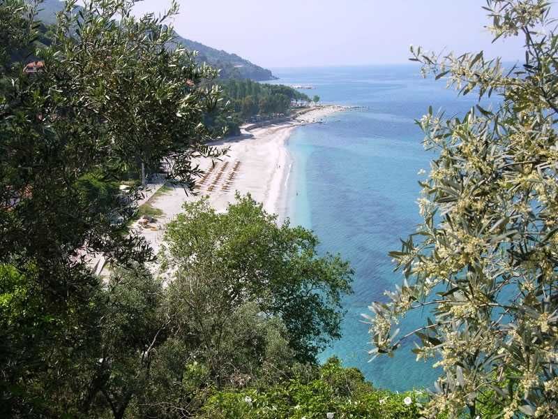 Ulei de măsline brut , cu pulpă. Buzau • OLX.ro