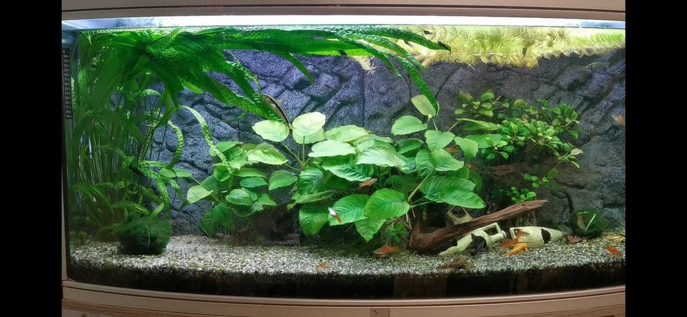 Acvariu AluDekor 120 oval / Background 3D / sistem CO2 Constanta • OLX.ro