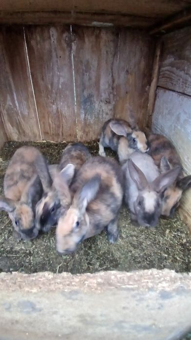 Vand pui de iepuri rex si corcituri din rex cu secuiesc Rediu • OLX.ro