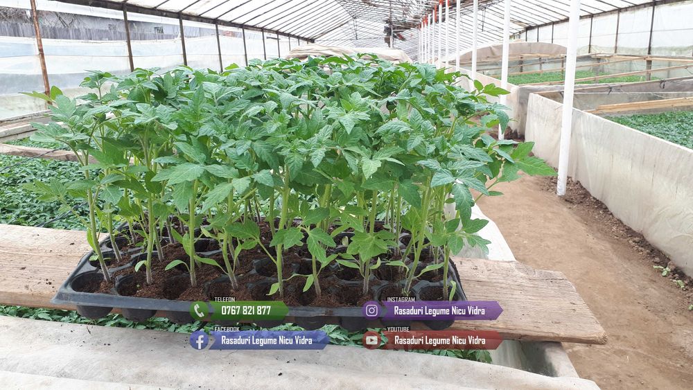 Rasad | Rasaduri Rosii Prekos Kalina Reyana Rila Bendida Kiveli ...