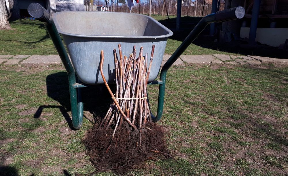 Butasi Mur&Zmeur&Afin Craiova • OLX.ro