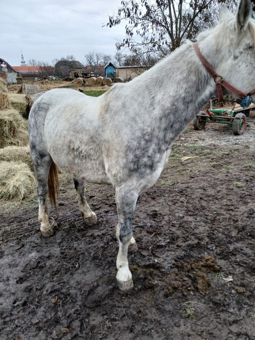 Am un cal de cinci ani foarte bun la Ratesti • OLX.ro