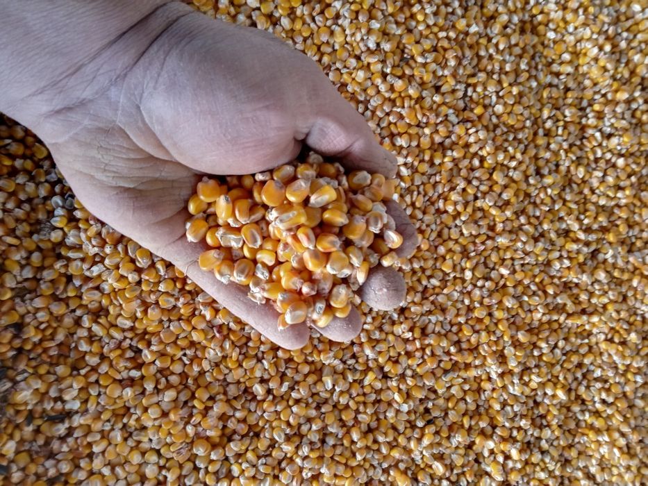 Porumb bob sticlos Joldesti • OLX.ro