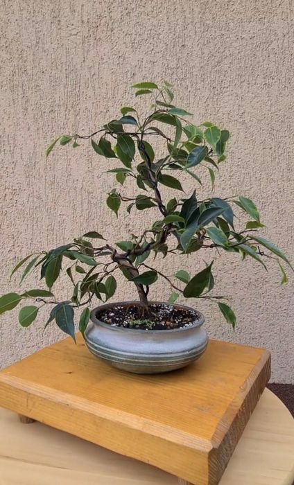 Bonsai Ficus Benjamina 40 cm Ilfov Voluntari • OLX.ro