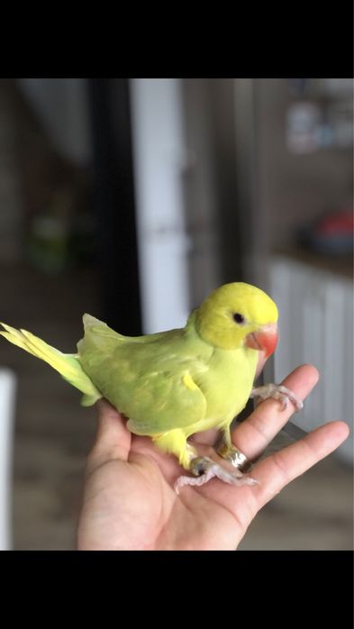 Papagali Micu Alexandru pui Dobroesti • OLX.ro