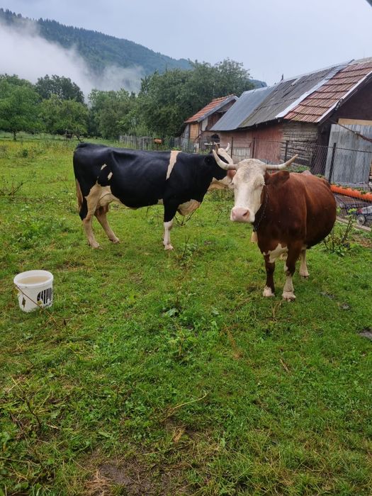 Vand vaci de lapte Secaria • OLX.ro