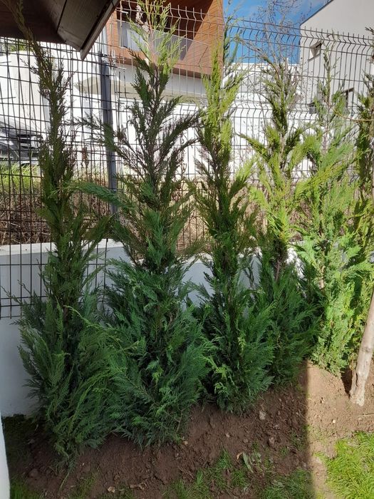 Copacii(mesteacăn tei platani brazi leylandi catalpa tuia stejar rosu ...