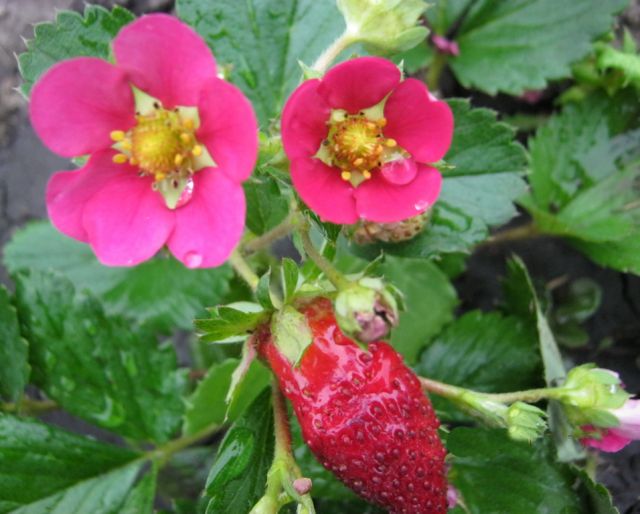 Vand fragi, capsuni cu flori rosii, roze si albe, in ghivece Visina ...