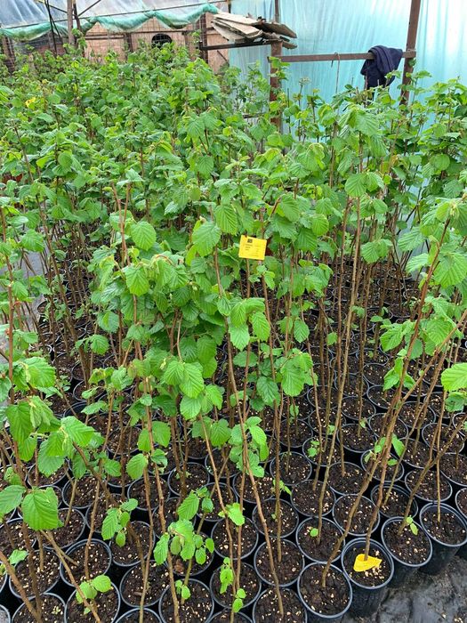 Puieti de alun cu spor de trufa(micorizati) Pitesti • OLX.ro