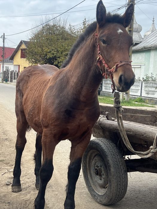 Manz 6 luni din cai buni si mari ‼️ Bistrita • OLX.ro