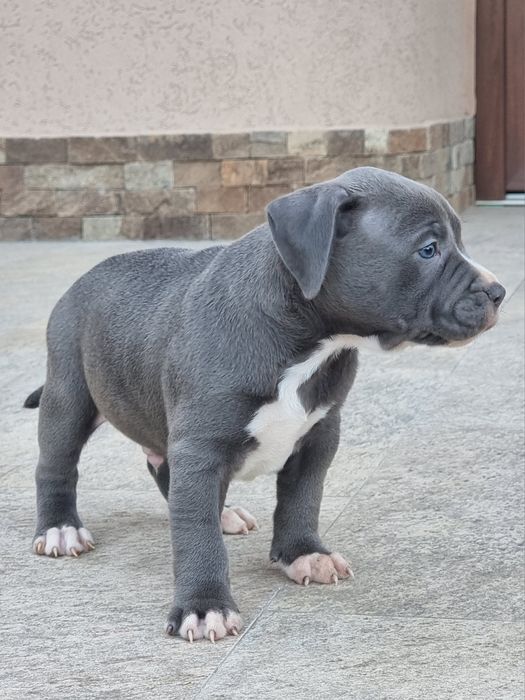 American Staffordshire Terrier (Amstaff ) Bucuresti Sectorul 3 • OLX.ro