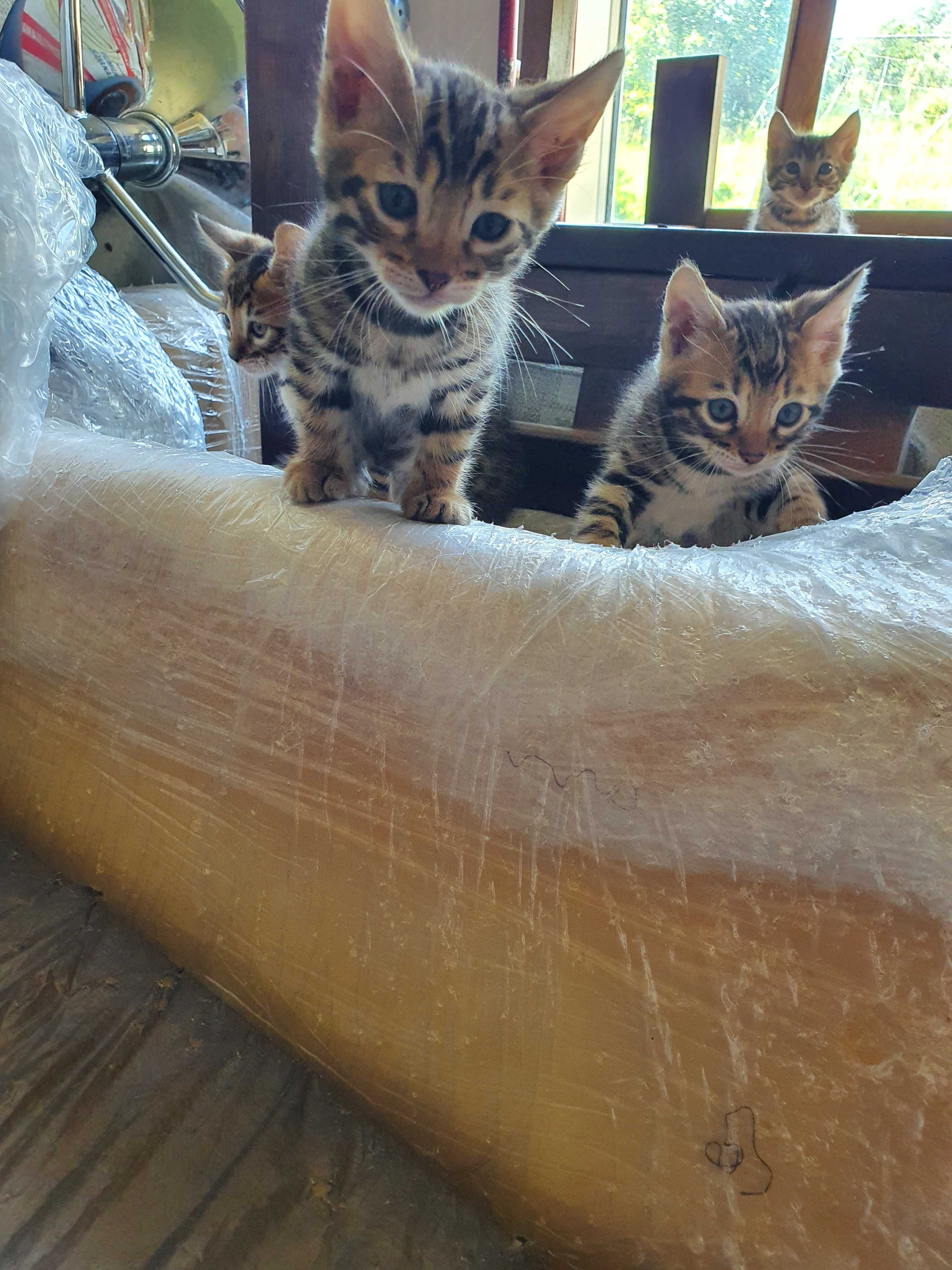 Бенгалска котка , котета с. Пресяка • OLX.bg