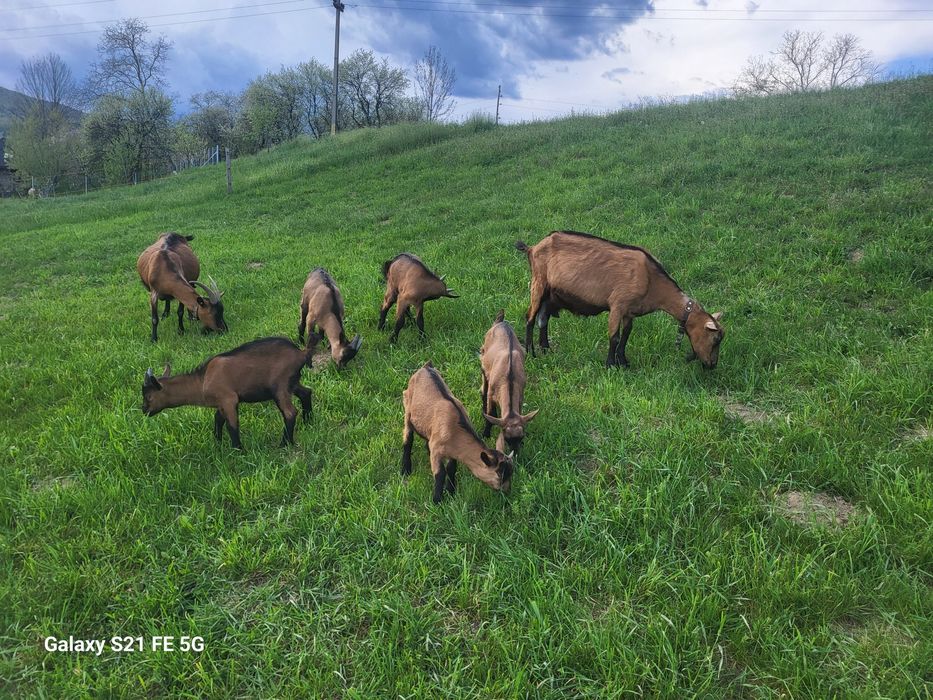 Vând Capre Alpina Franceză Cacica • OLX.ro