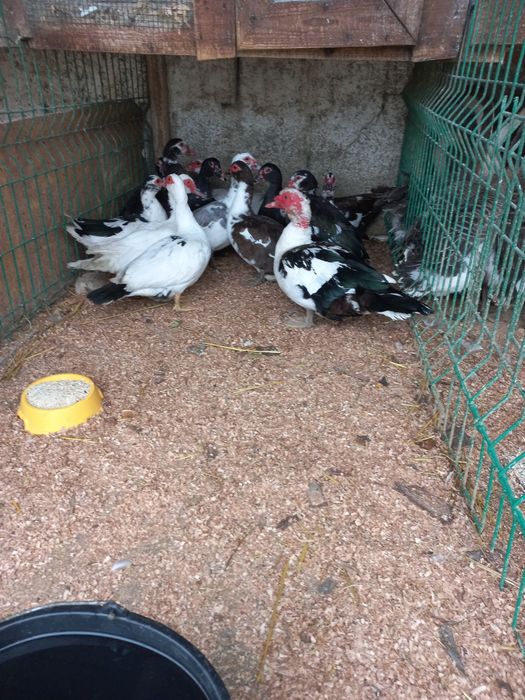 Boboci de rata leseasca mută Bucuresti Sectorul 6 • OLX.ro