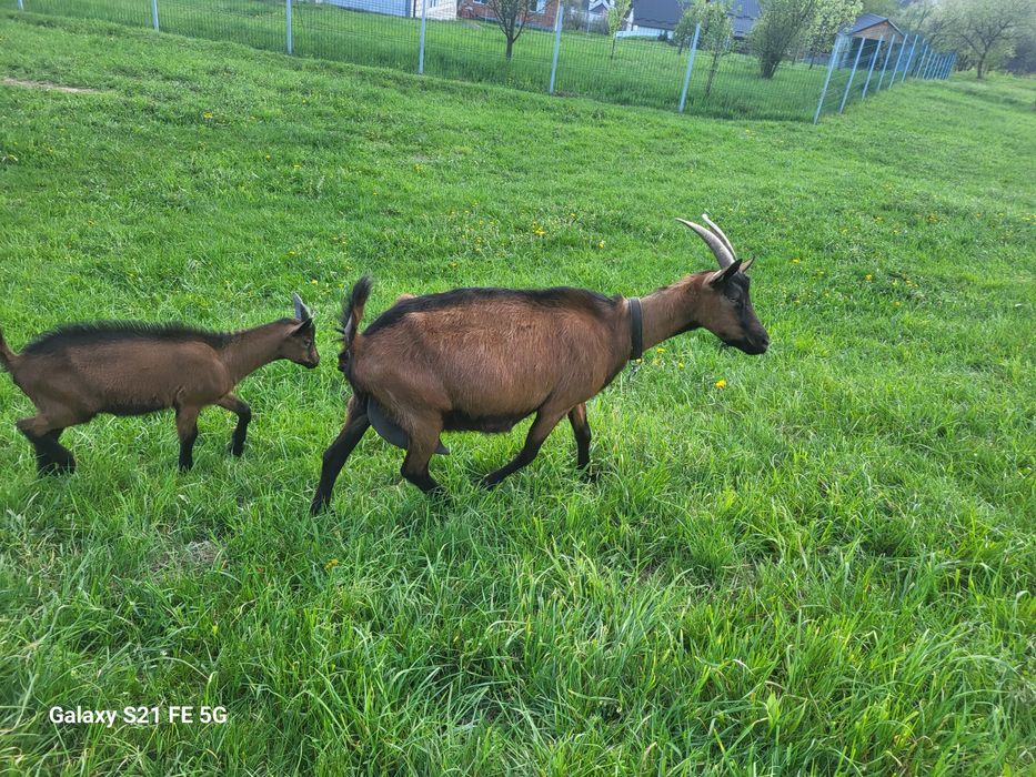 Vând Capre Alpina Franceză Cacica • OLX.ro