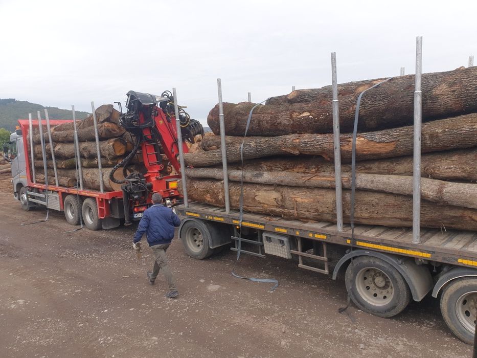 Bustean stejar A B Mureseni • OLX.ro