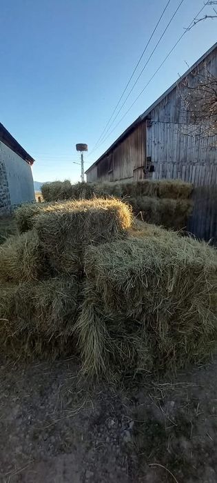 Baloti de fan 500 bucata Cetatuia • OLX.ro