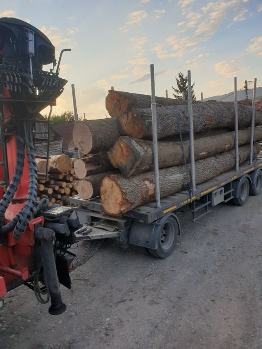 Bustean stejar A B Mureseni • OLX.ro